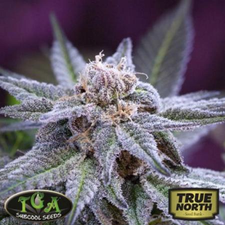 Killer Grape seeds for sale - 22 offers to buy Killer Grape seeds online